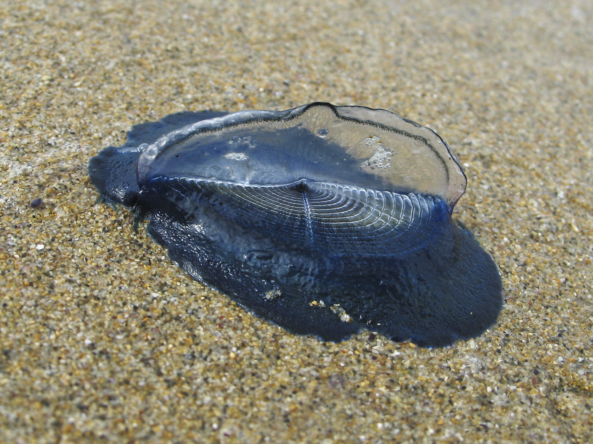 Odd-Looking Blue Creatures Are Washing Up in Large Groups on California ...