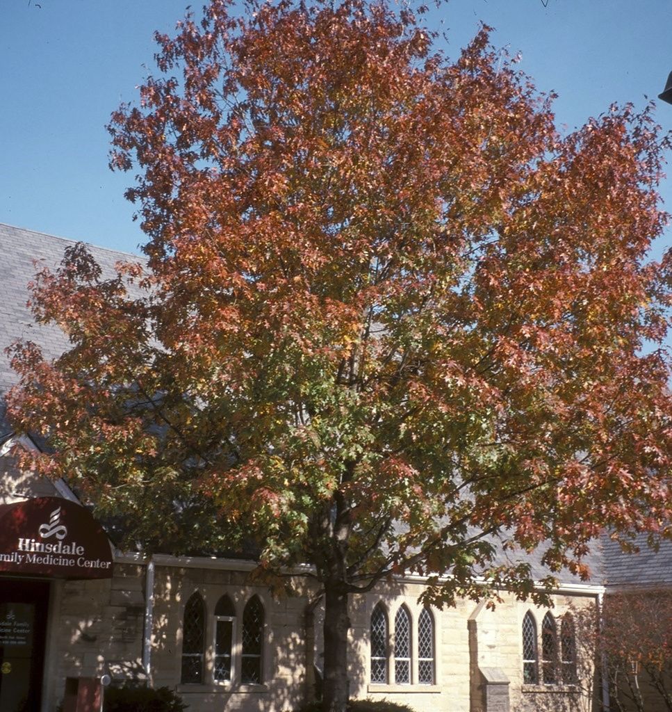 Oaks, asters and 6 other 'keystone' native species to plant for ...