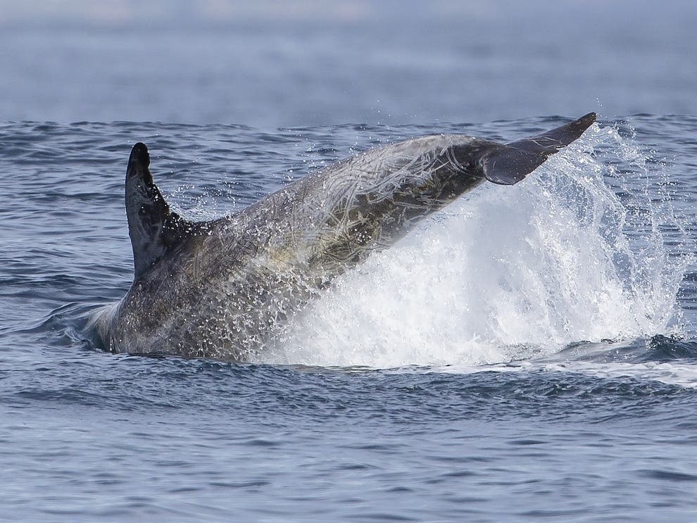 5 Dolphins Rescued On Cape Cod