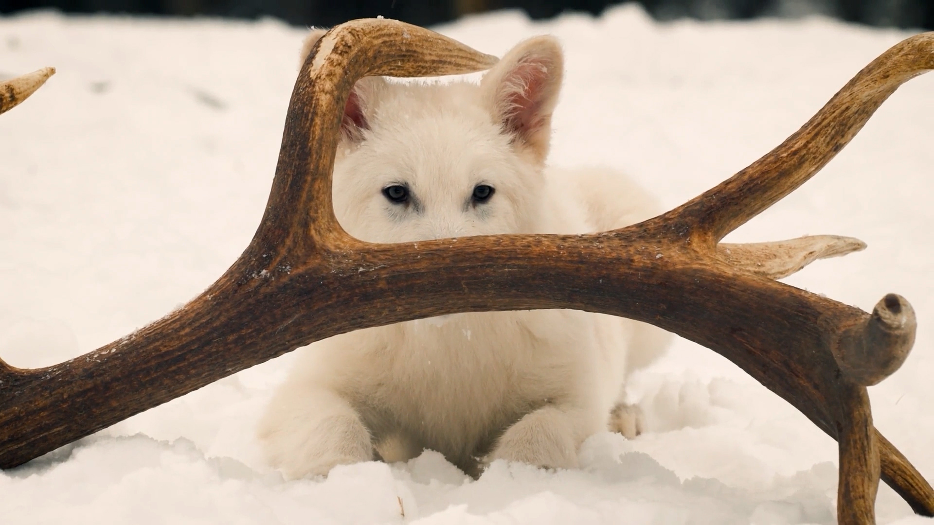 RAW VIDEO: Game Of Bones! 'Dire Wolves' Recreated By Genetics Firm 1/2