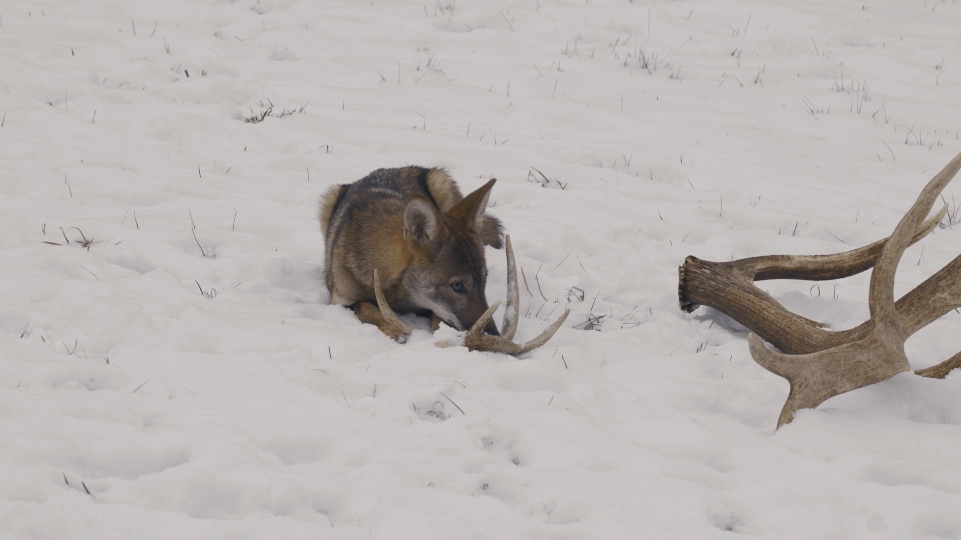 RAW VIDEO: Game Of Bones! 'Dire Wolves' Recreated By Genetics Firm 2/2