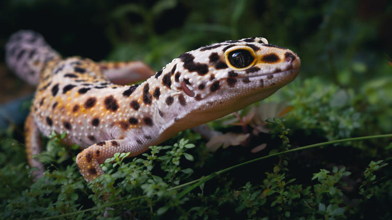 A Low-Maintenance Gecko Breed Known For Its Coloration Can Live Up To ...