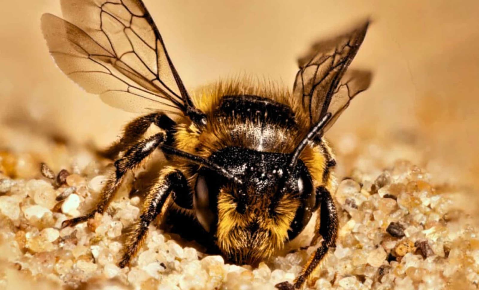 Could the Queen Bees Be the Ultimate Solution to Prolonging Human Lifespan?