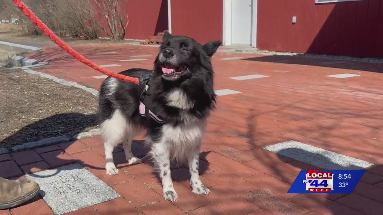 Sweet senior pup, Matilda, is ready to be adopted