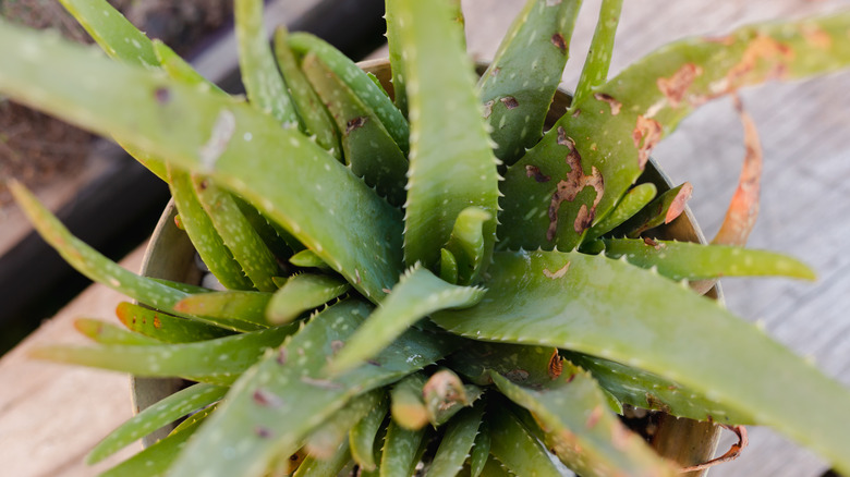 12 Common Aloe Plant Issues To Keep An Eye On