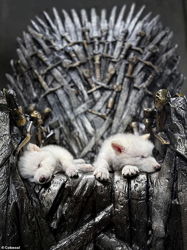 Scientists compare de-extinction of dire wolves to Jurassic Park