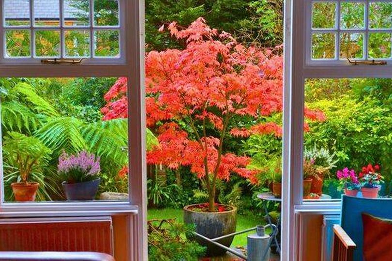 Garden experts reveal one simple spring task needed to grow spectacular ...