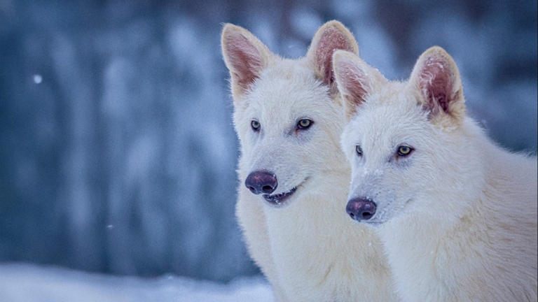 Dire wolf brought back from extinction after 13,000 years, scientists claim