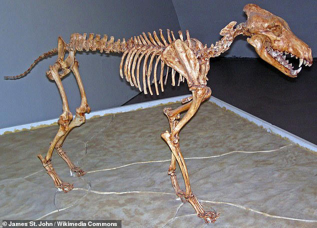 Scientists compare de-extinction of dire wolves to Jurassic Park