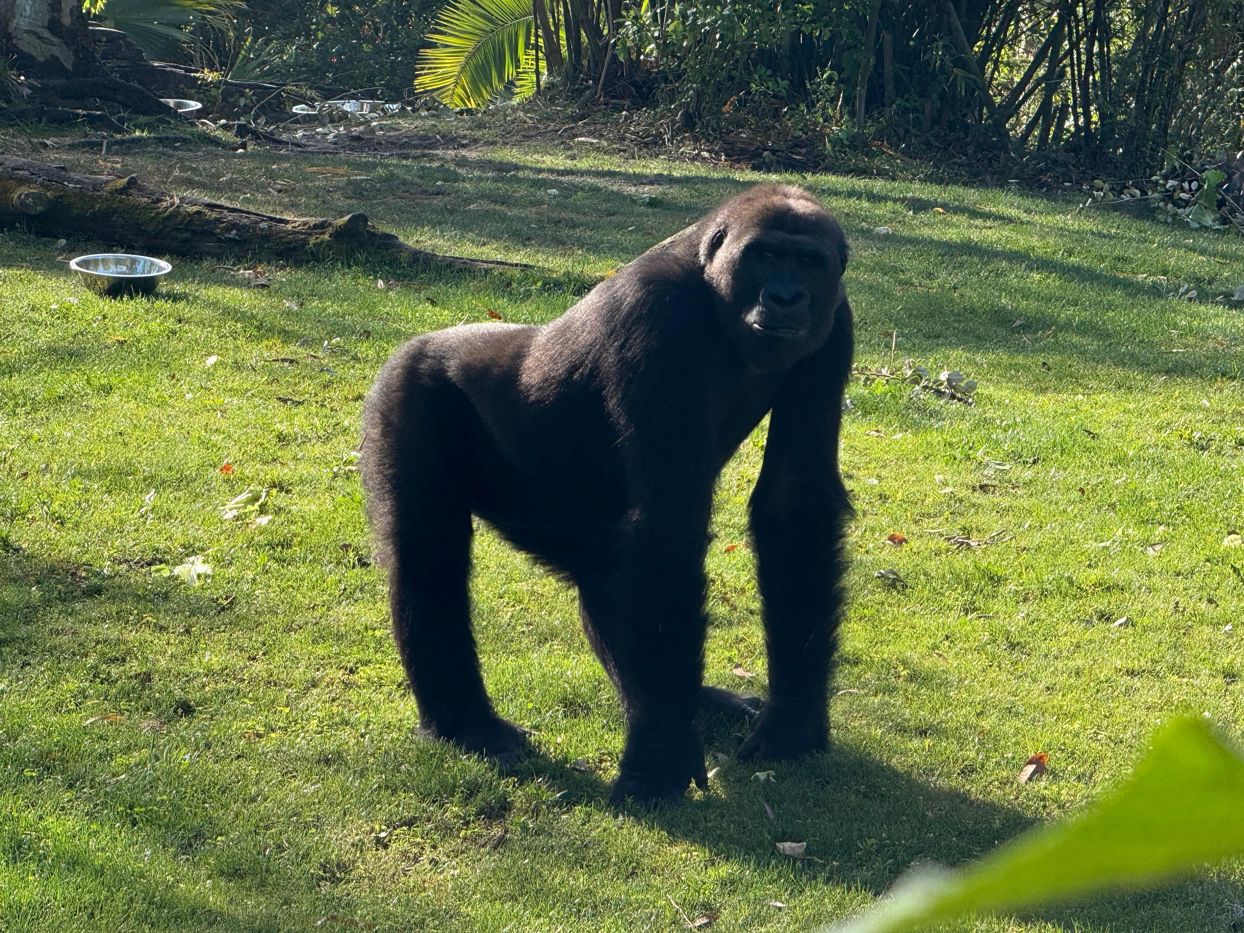 See how the animals of Disney’s Animal Kingdom are helping conservation ...