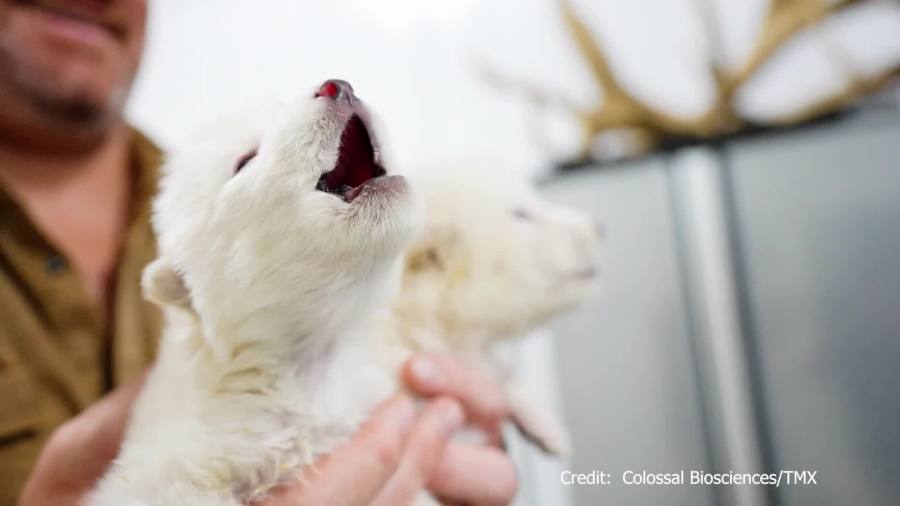 WATCH: Dire wolf puppies howl for the first time in over 10,000 years