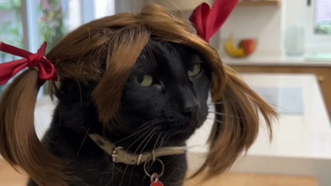 Rencontrez Kitty Spears, le chat au regard le plus intense d'Alicante