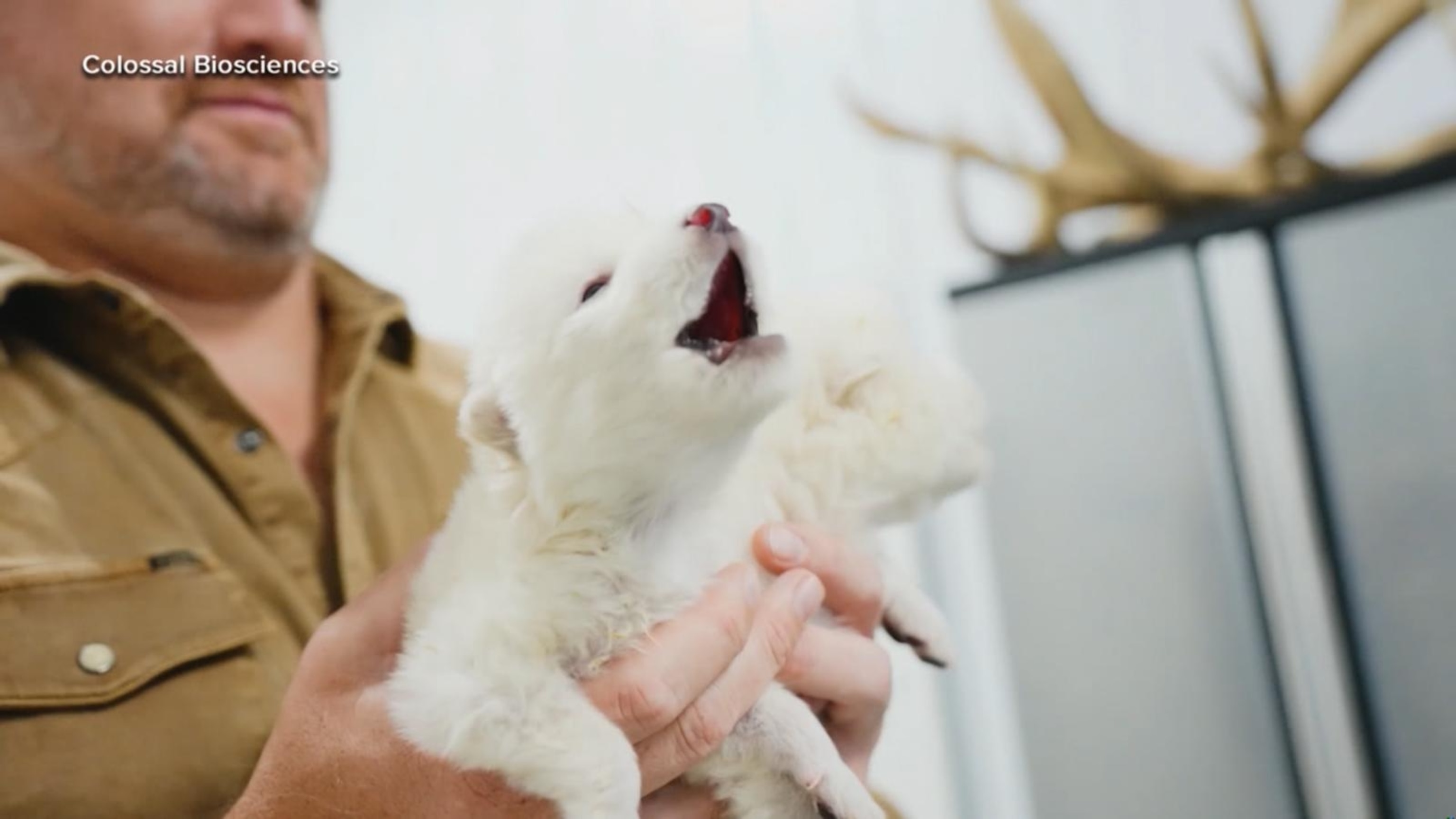 Exclusive look inside lab trying to revive extinct species