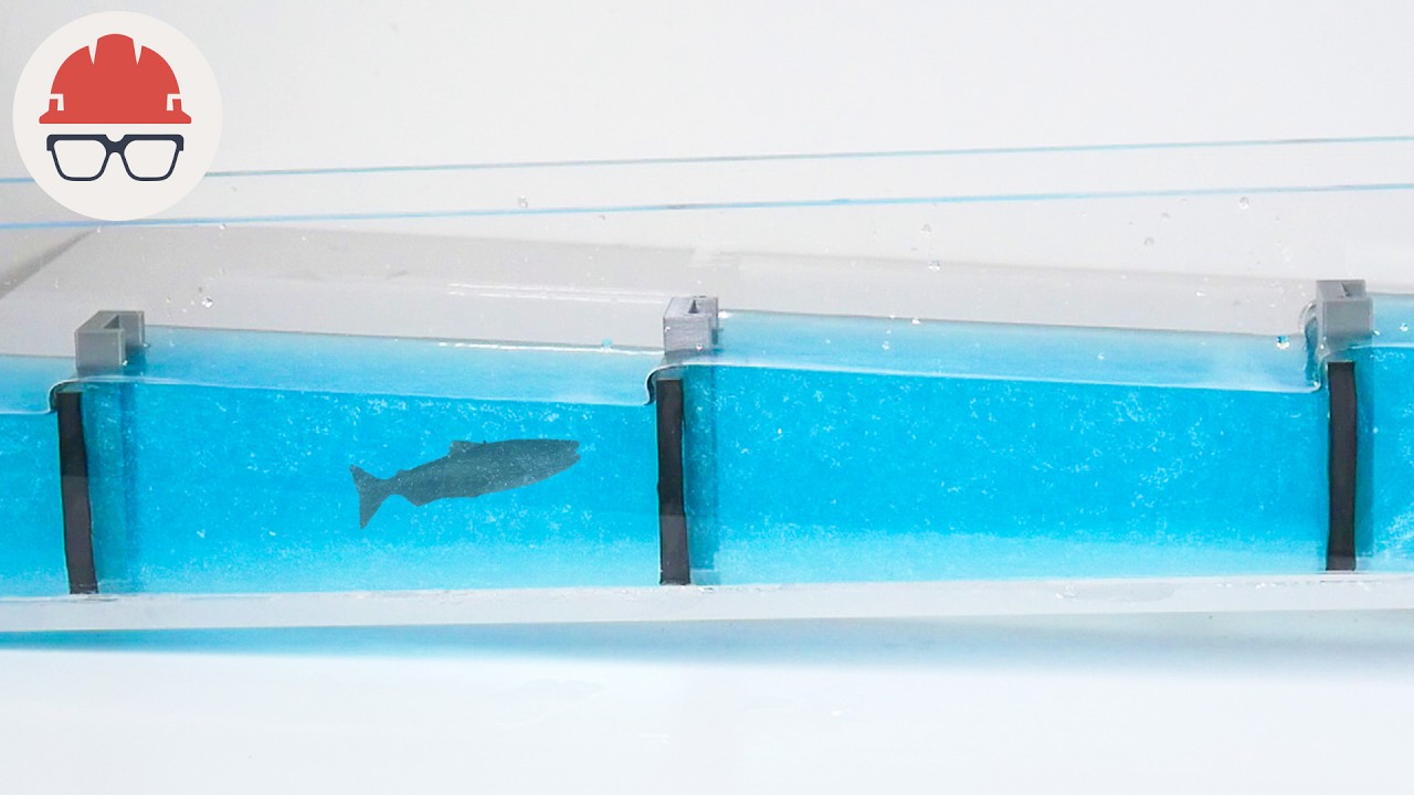 The Hidden Struggle of Migrating Fish at Dams