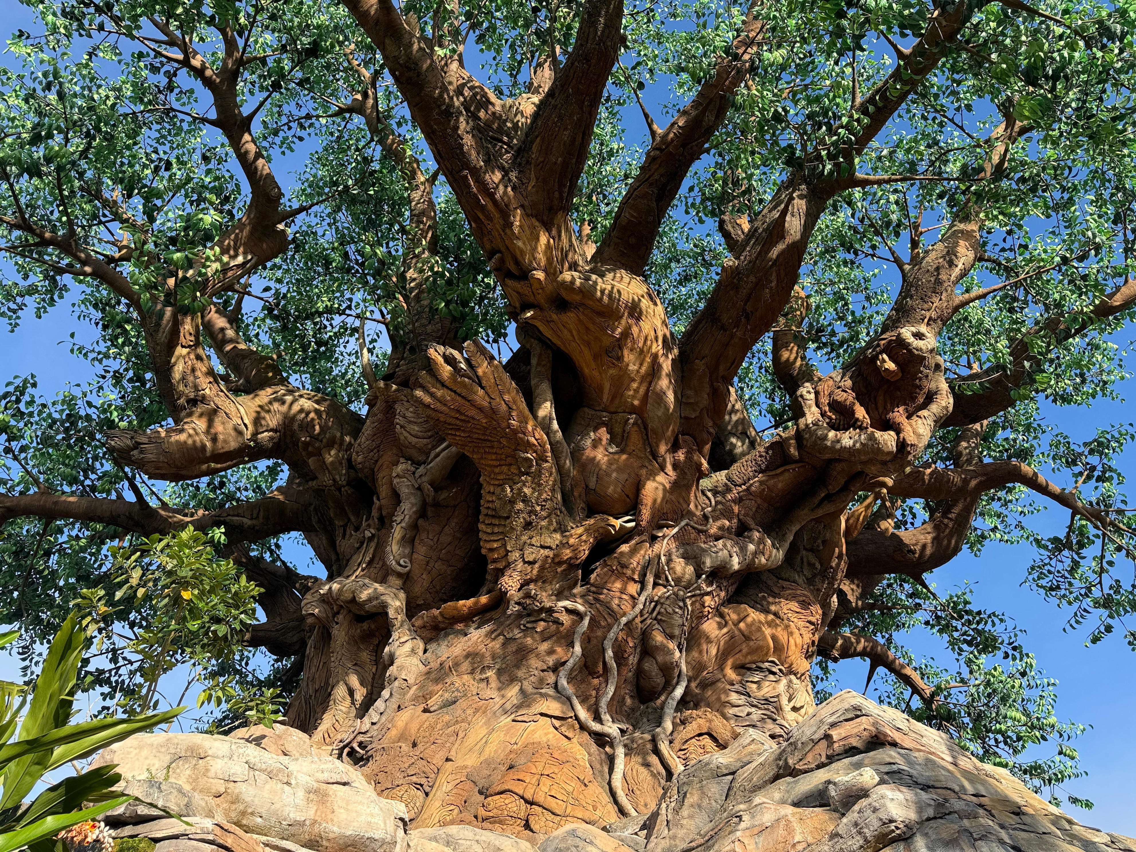 See how the animals of Disney’s Animal Kingdom are helping conservation ...