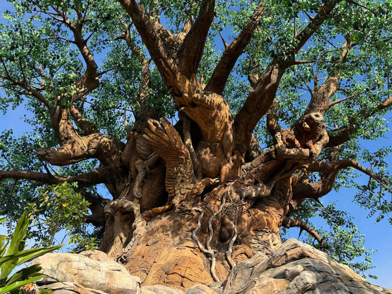 Not just for thrills: The real-life magic Disney is working to save animals