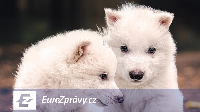 Vědci oživili 12 tisíc let vyhynulého pravlka. Teď jdou na mamuty