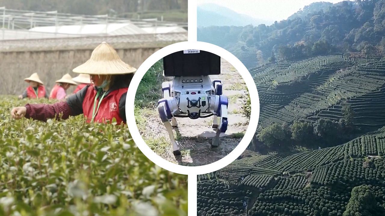 Tea plantations in China using robots and drones to assist with farming