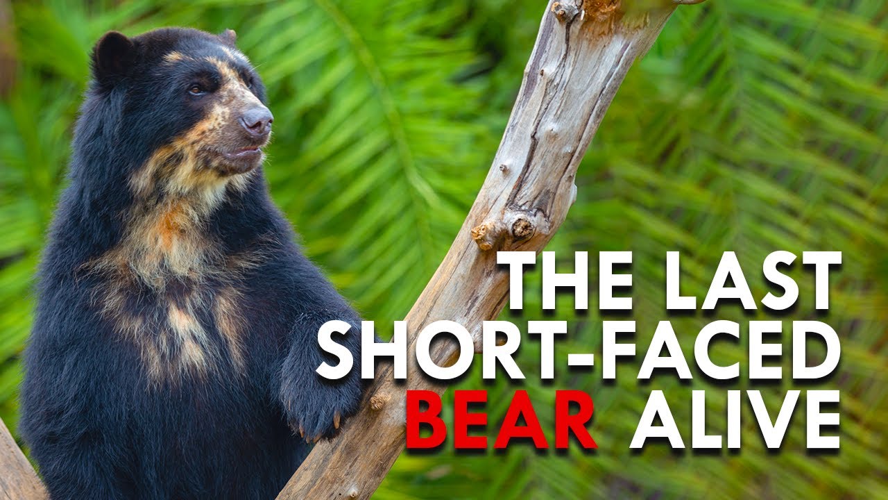 Spectacled Bears: The Apex Predator of the Andes