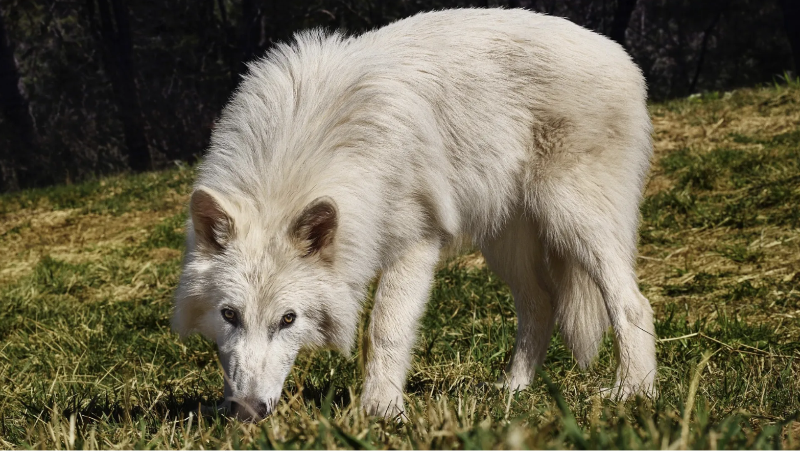 How Was the Dire Wolf Brought Back? De-Extinction Explained