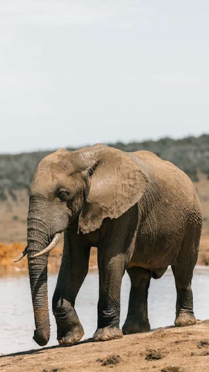 How Fast Can Elephant Run?