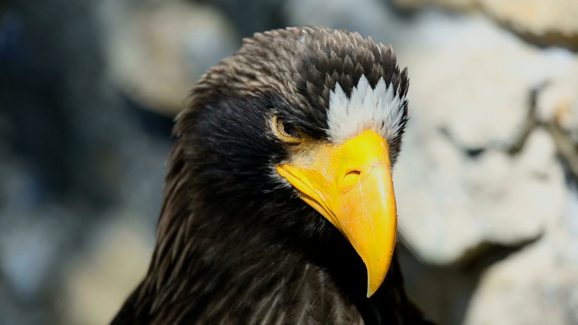 Se den majestetiske Stellers havørn på flukt