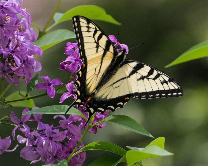 17 Blooming Bushes That Attract Butterflies