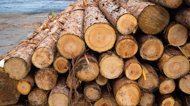 Cut Cedar Trees Into Quality Lumber With These Essential Tips