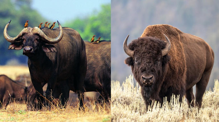 If You Thought Buffalo And Bison Were The Same Thing, You'd Be Dead Wrong