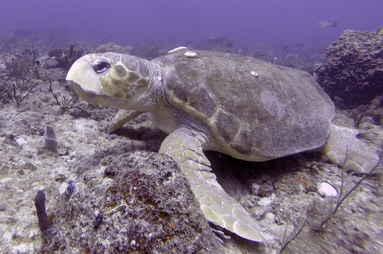 Flex appeal: The trade-off between armor and efficiency in sea turtle ...