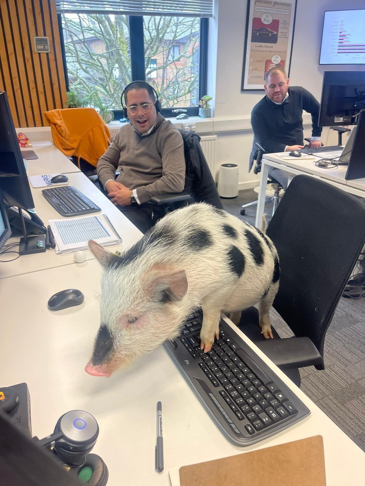 Why Peterborough business owners should consider an enriching animal ...