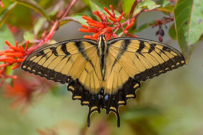 17 Blooming Bushes That Attract Butterflies