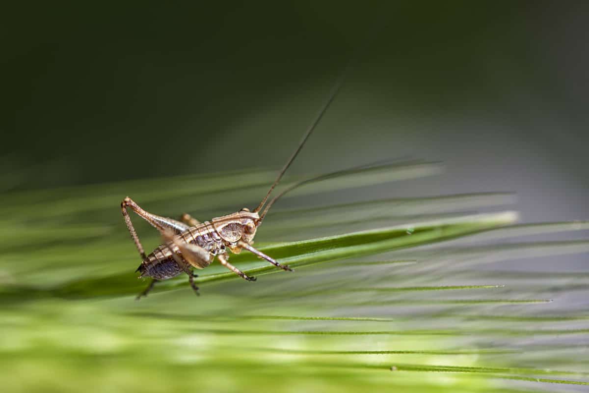 Is It Bad Luck To Kill A Cricket?
