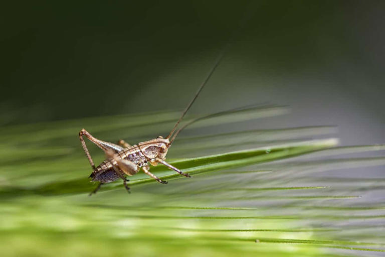 Is It Bad Luck To Kill A Cricket?