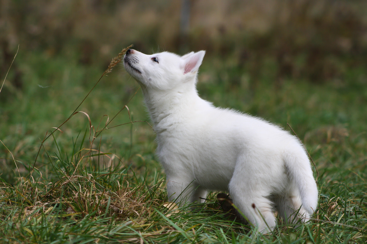 Rare 'Dire Wolf' Is the First of Its Kind to Exist in Over 10,000 Years