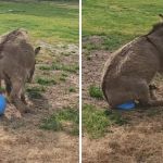 "Donkey Had The Weirdest Reaction To His New Jolly Ball"