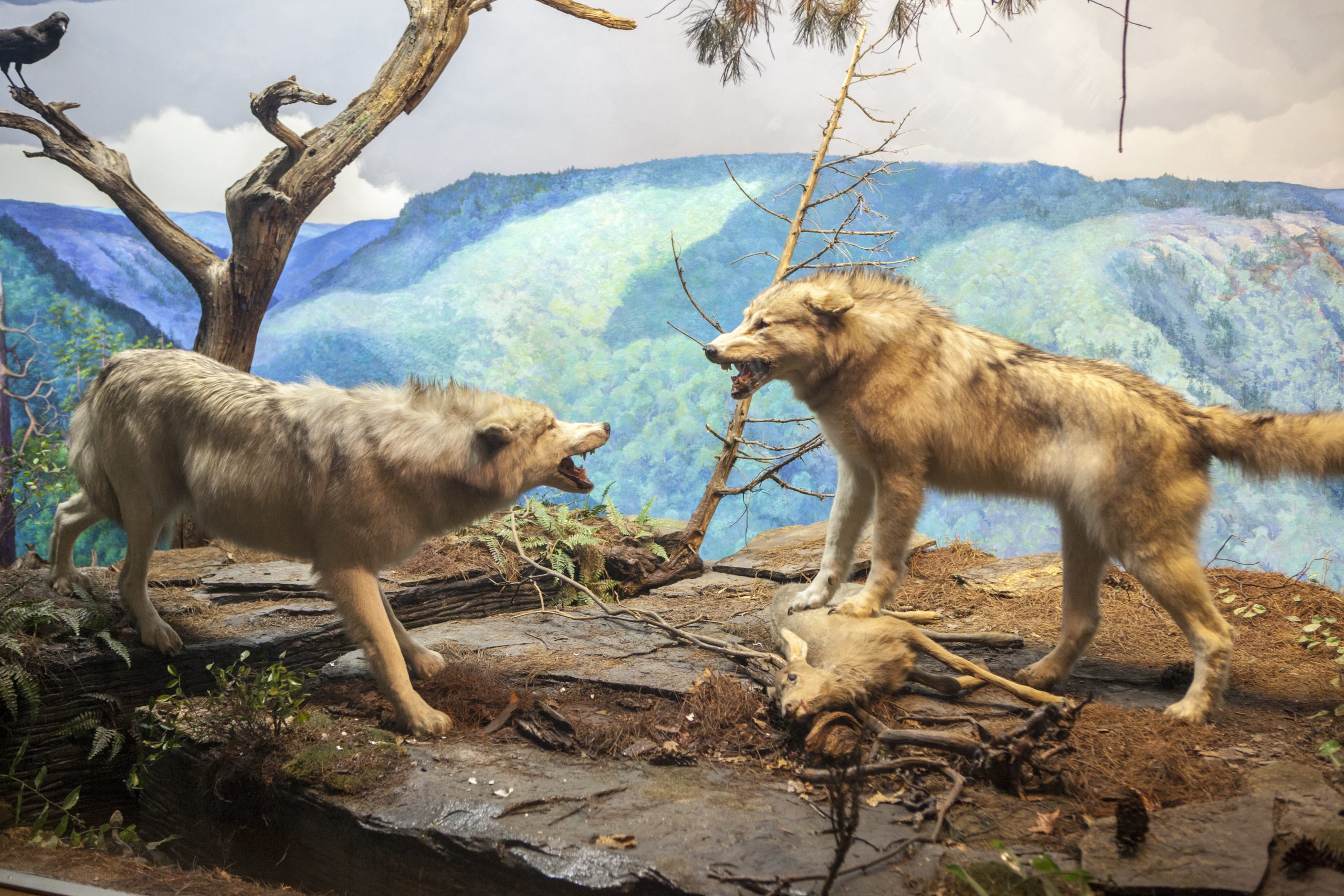 Le retour du loup géant : une avancée révolutionnaire dans la dé-extinction