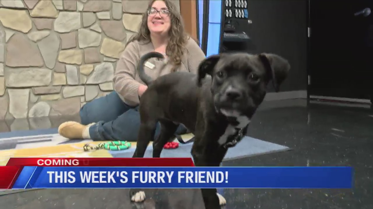 Furry Friends - Meet Brook