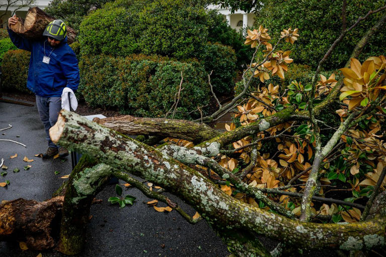 Photos: ‘Jackson Magnolia’ removed at White House, replaced with ...