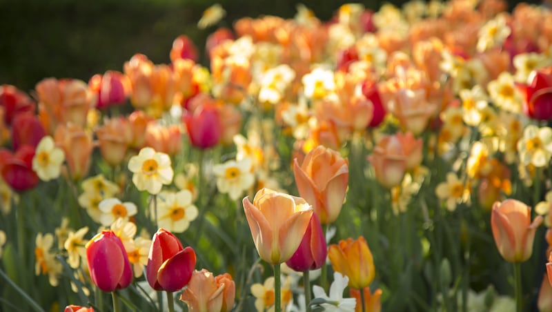 Annual tulip festival to showcase nearly 1 million flowers, largest in ...