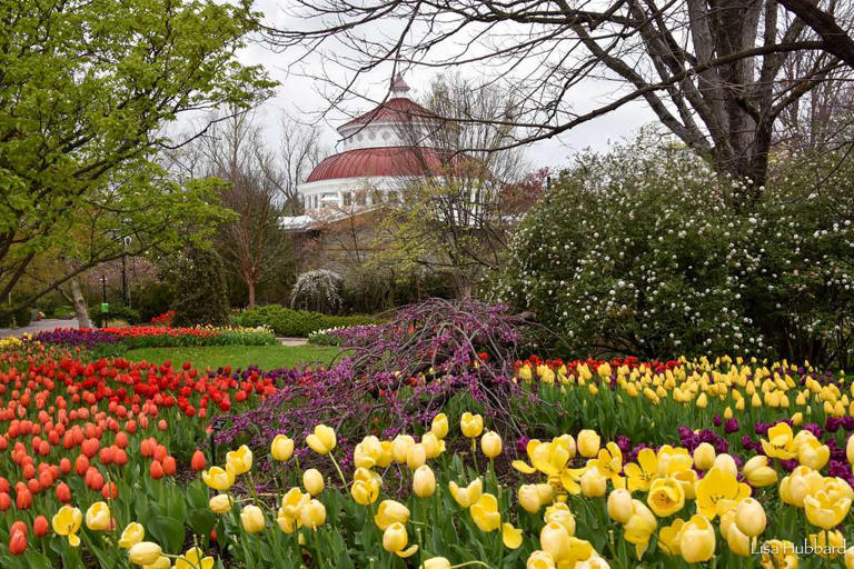 Zoo Blooms is here: When's the best time to see 100,000+ tulips at ...
