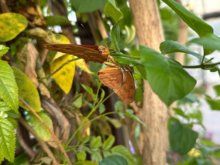 Butterfly Habitat at Springs Preserve reopens for visitors