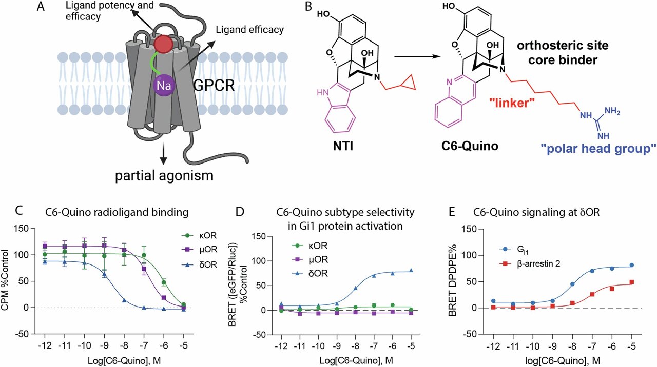 Novel drug compound offers safer alternative for pain relief by ...