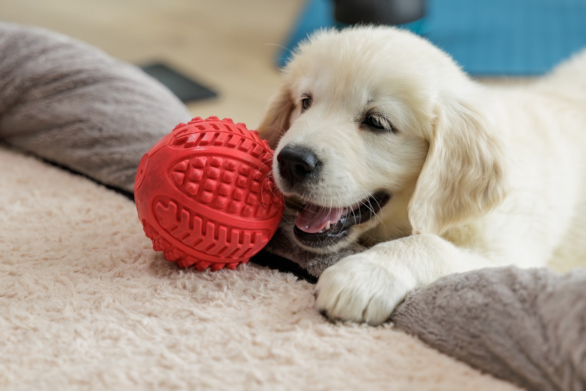 Golden Retriever Puppy Playing with a 'Spikey Ball' for the First Time ...