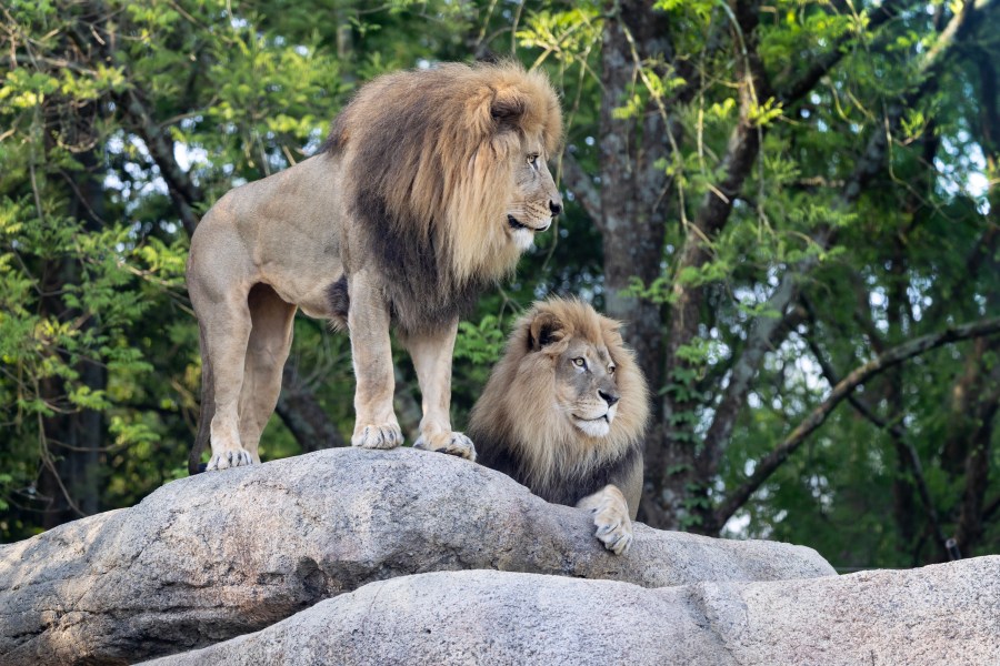Zoo Atlanta opens newly upgraded lion habitat