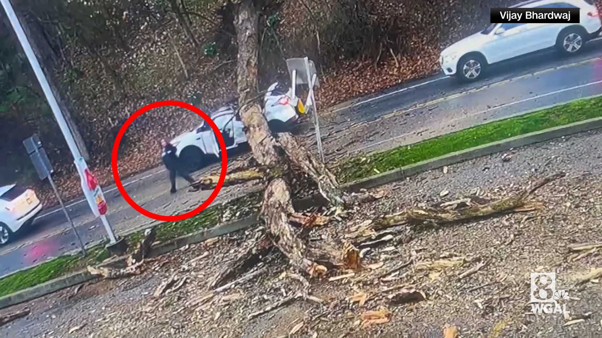 Wild video: Witness recalls near-death experience as massive tree falls ...