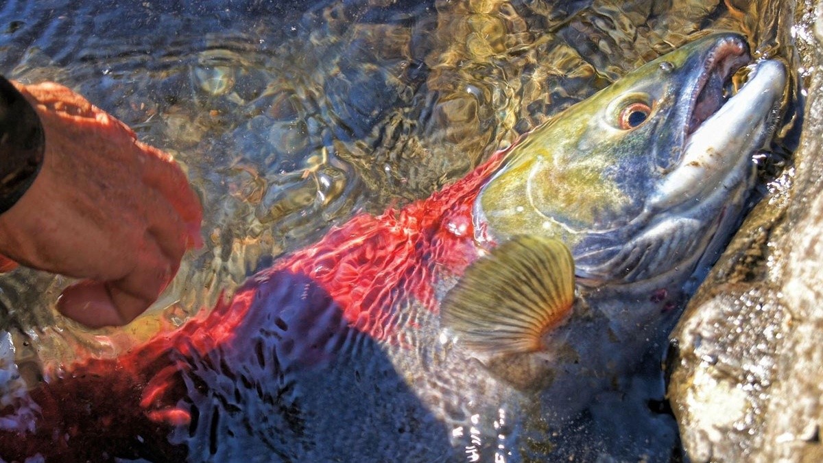 Descubre por qué el salmón es el rey de los ríos de Alaska
