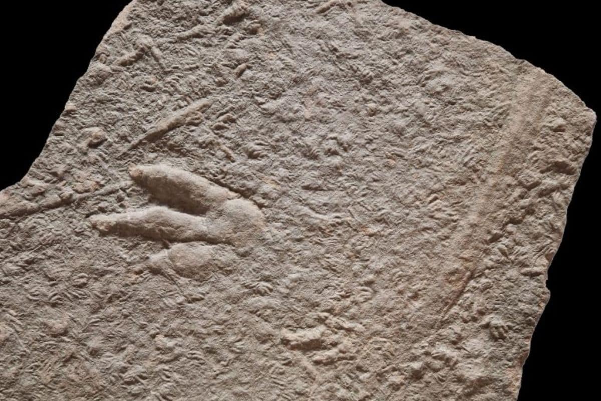 252 Million Years Buried… Now These Fossils Are Telling a New Story!