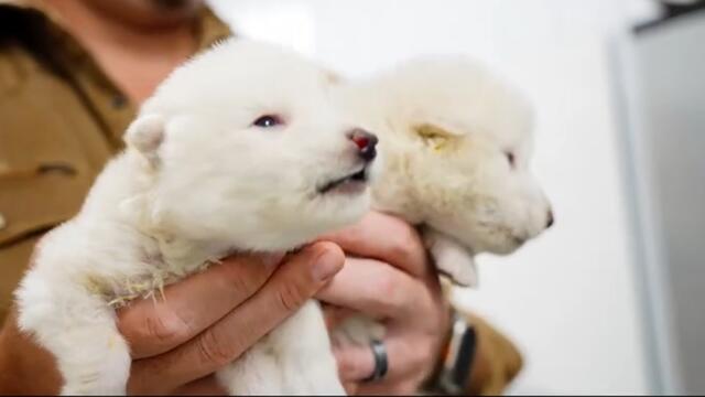 Company Claims It's Recreated 'Game of Thrones' Dire Wolves