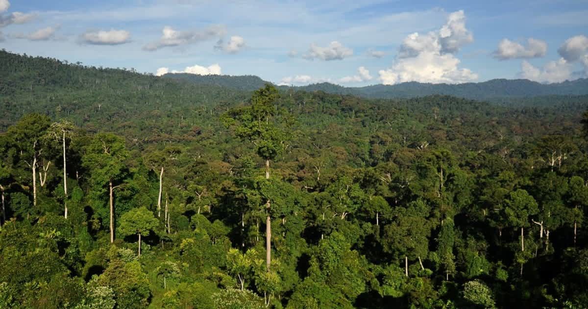 Tonka Bean Trees in Panama Can Survive Lightning Strikes And Then Use ...